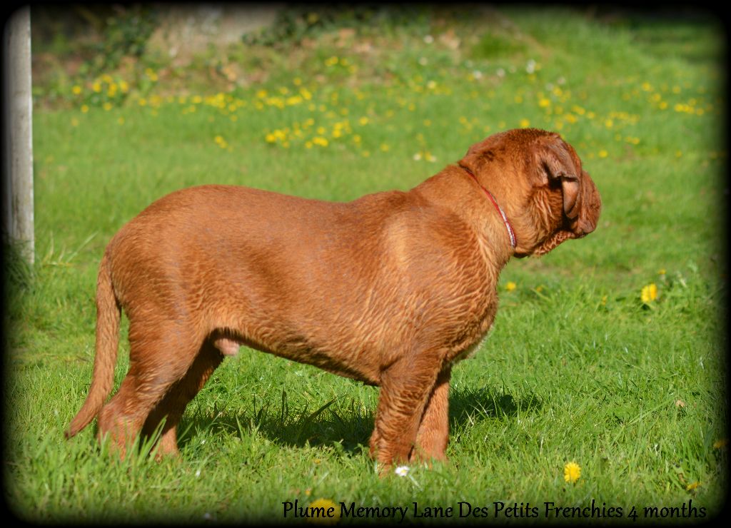 Chien Dogue de Bordeaux (zizou) plume memory lane Des Petits Frenchies
