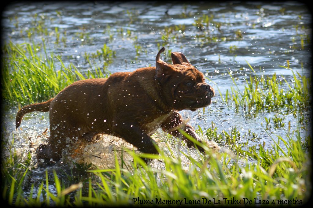 Chien Dogue de Bordeaux (zizou) plume memory lane Des Petits Frenchies