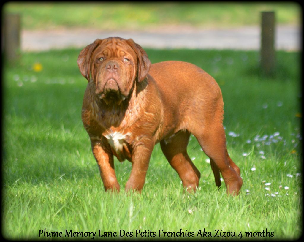 Chien Dogue de Bordeaux (zizou) plume memory lane Des Petits Frenchies