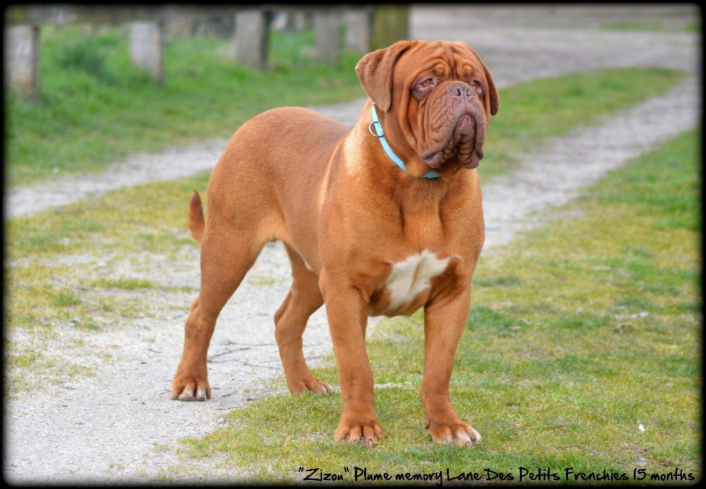 Chien Dogue de Bordeaux (zizou) plume memory lane Des Petits Frenchies