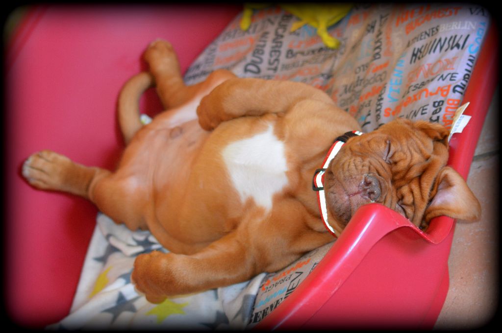 Chien Dogue de Bordeaux (zizou) plume memory lane Des Petits Frenchies