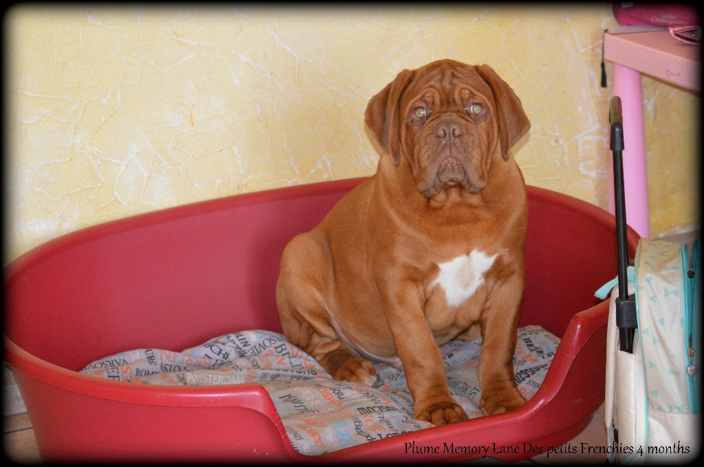 Chien Dogue de Bordeaux (zizou) plume memory lane Des Petits Frenchies