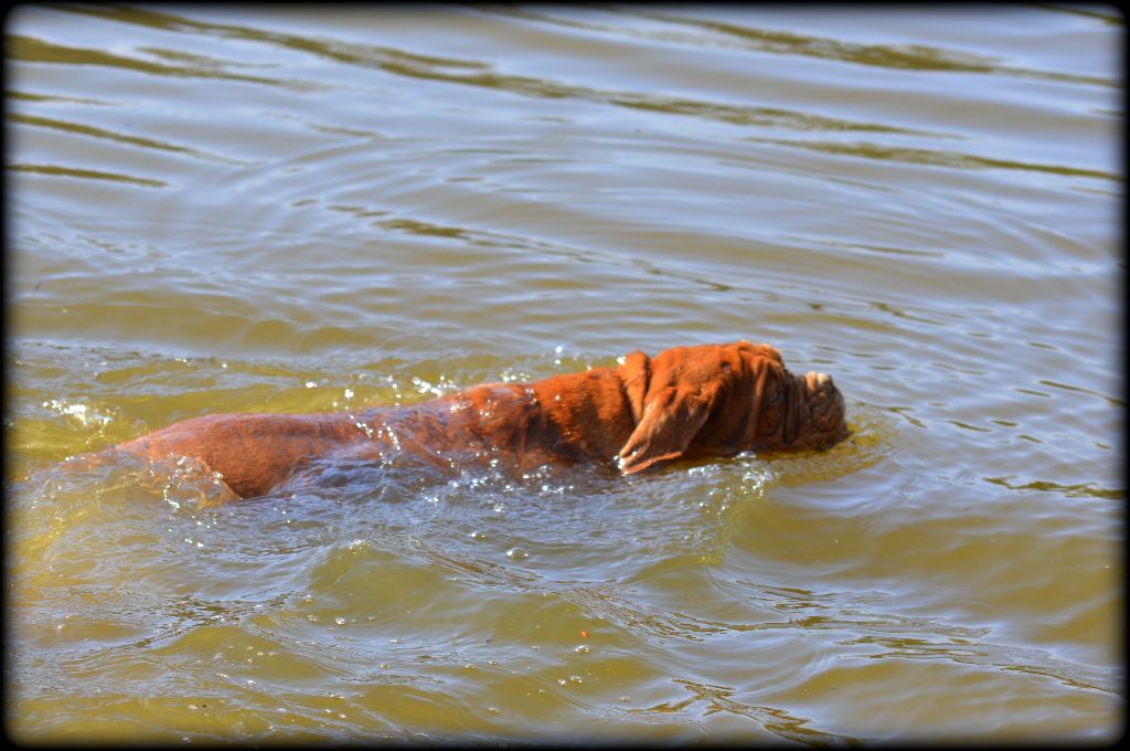 Chien Dogue de Bordeaux (zizou) plume memory lane Des Petits Frenchies