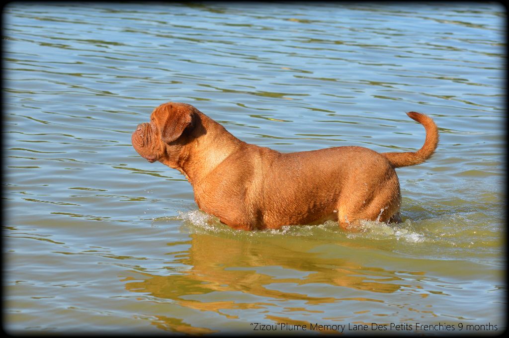 Chien Dogue de Bordeaux (zizou) plume memory lane Des Petits Frenchies