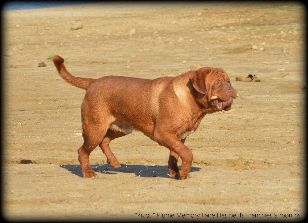 Chien Dogue de Bordeaux (zizou) plume memory lane Des Petits Frenchies