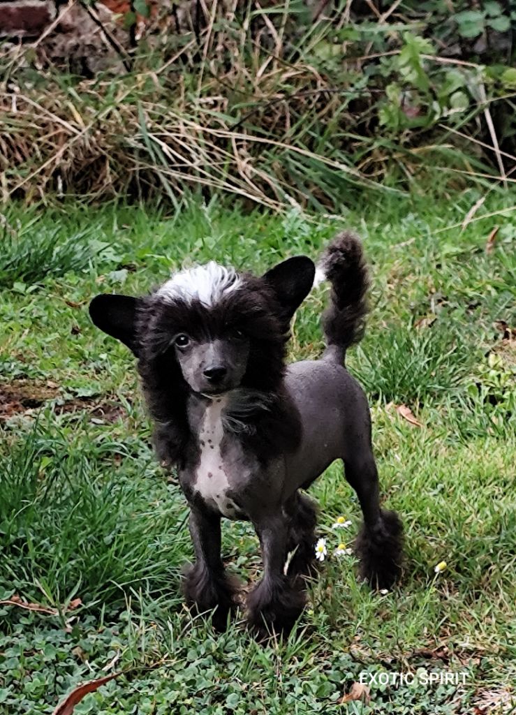 Chiot Chien chinois à crête - Arturo Brachetti Exotic Spirit