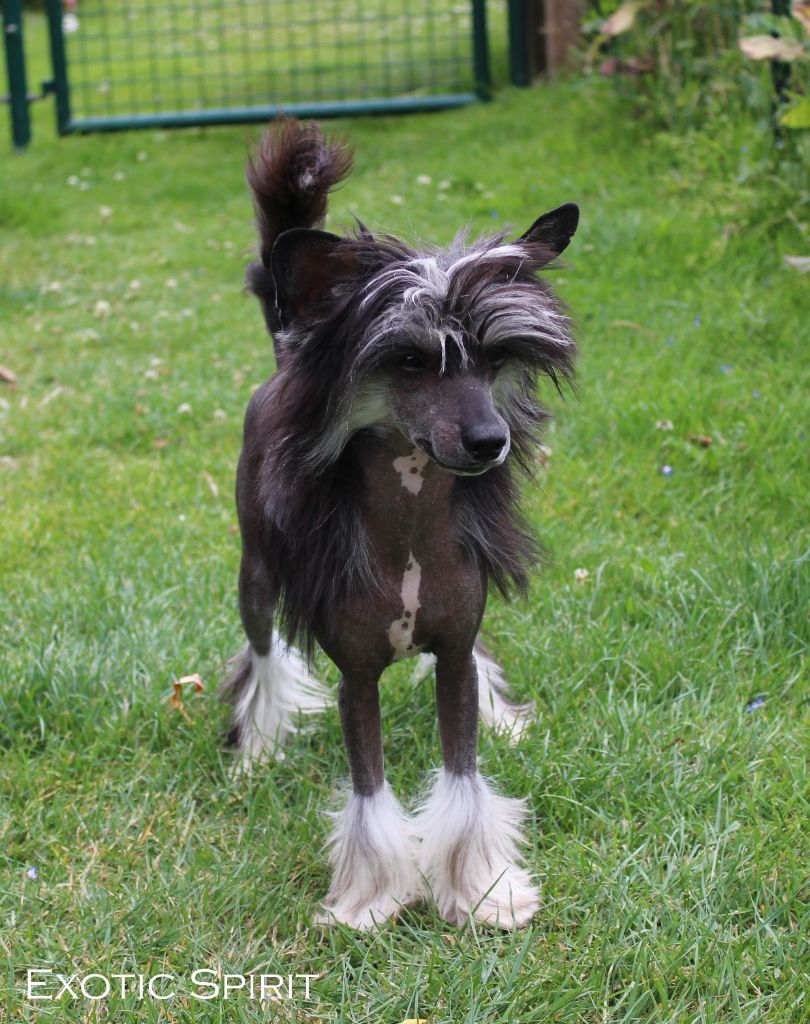 Chiot - Elevage Exotic Spirit - Eleveur de Chiens Chinois à Crête LOF