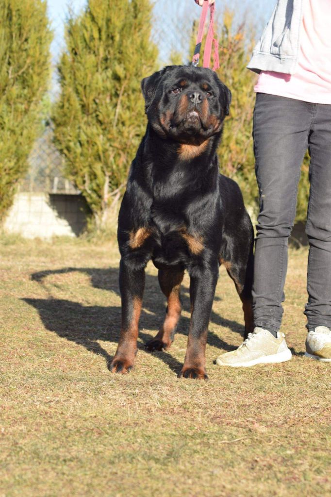 Accueil - Elevage Jennifer Brunel - eleveur de chiens Rottweiler