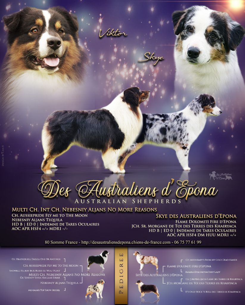 Chiot Berger Australien - CHIOT Des Australiens d'Epona