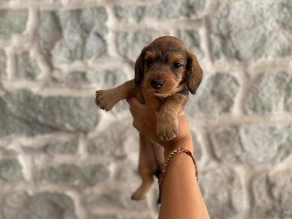 Chiot Teckel poil dur - CHIOT 3 Hope Diamond