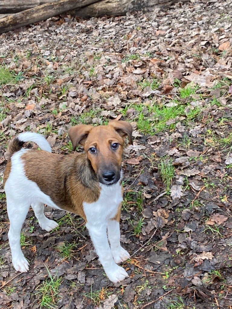Chiot Fox Terrier Poil lisse - CHIOT 3 de la meute champenoise