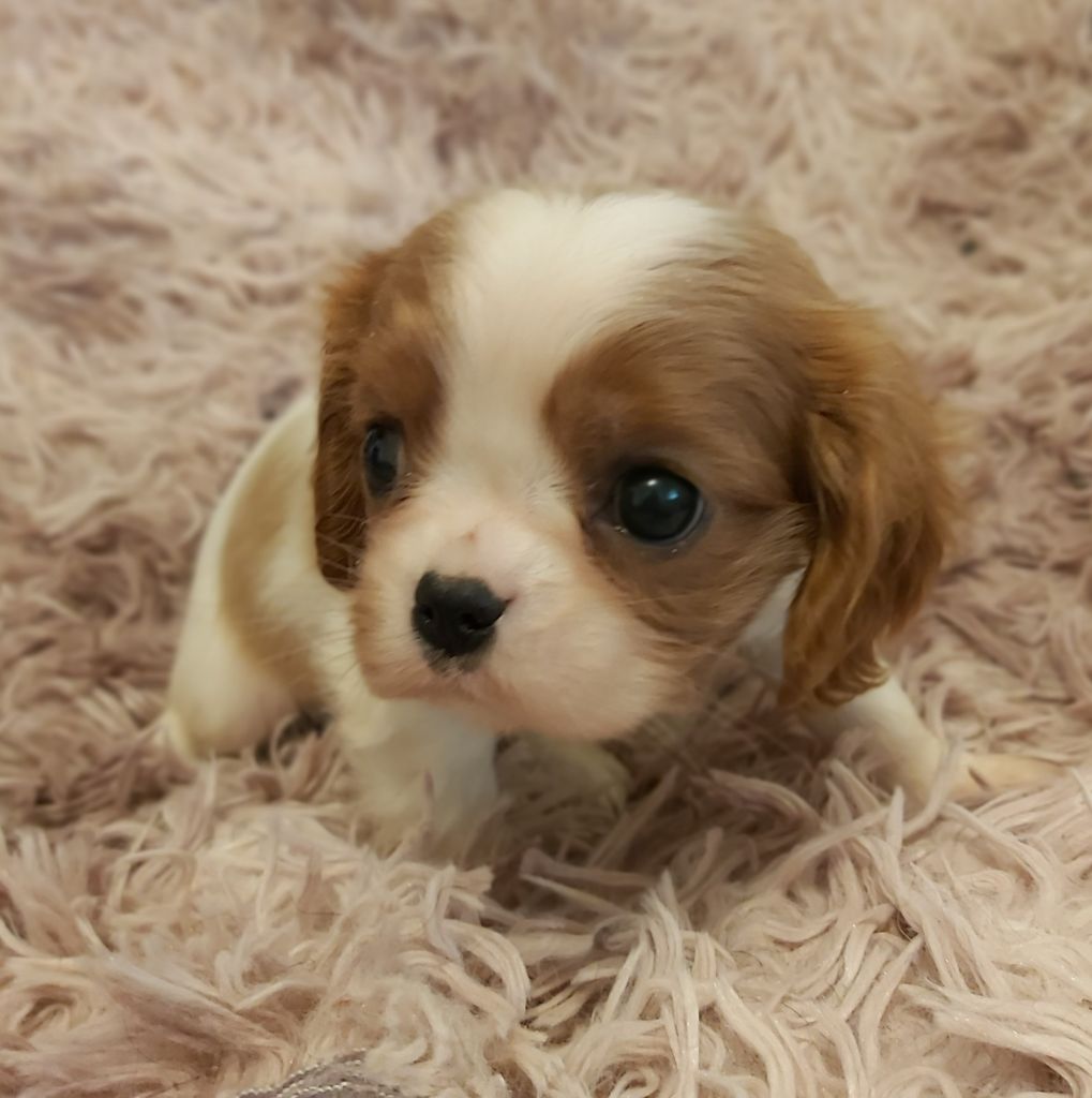 Chiots à vendre - Elevage des Cavaliers De Saint Clou - eleveur de ...