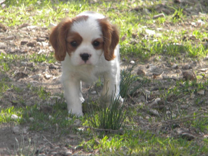 Chiot - Elevage des Cavaliers De Saint Clou - eleveur de chiens ...