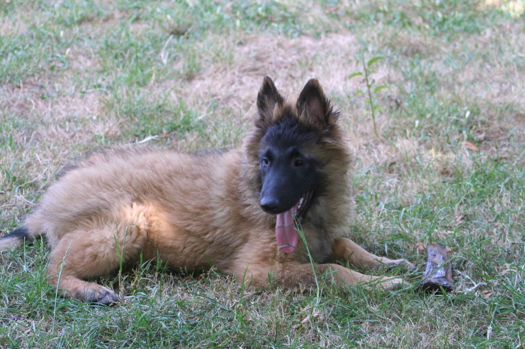 Chiots à vendre - Elevage de la Tangi Morgane - eleveur de chiens ...