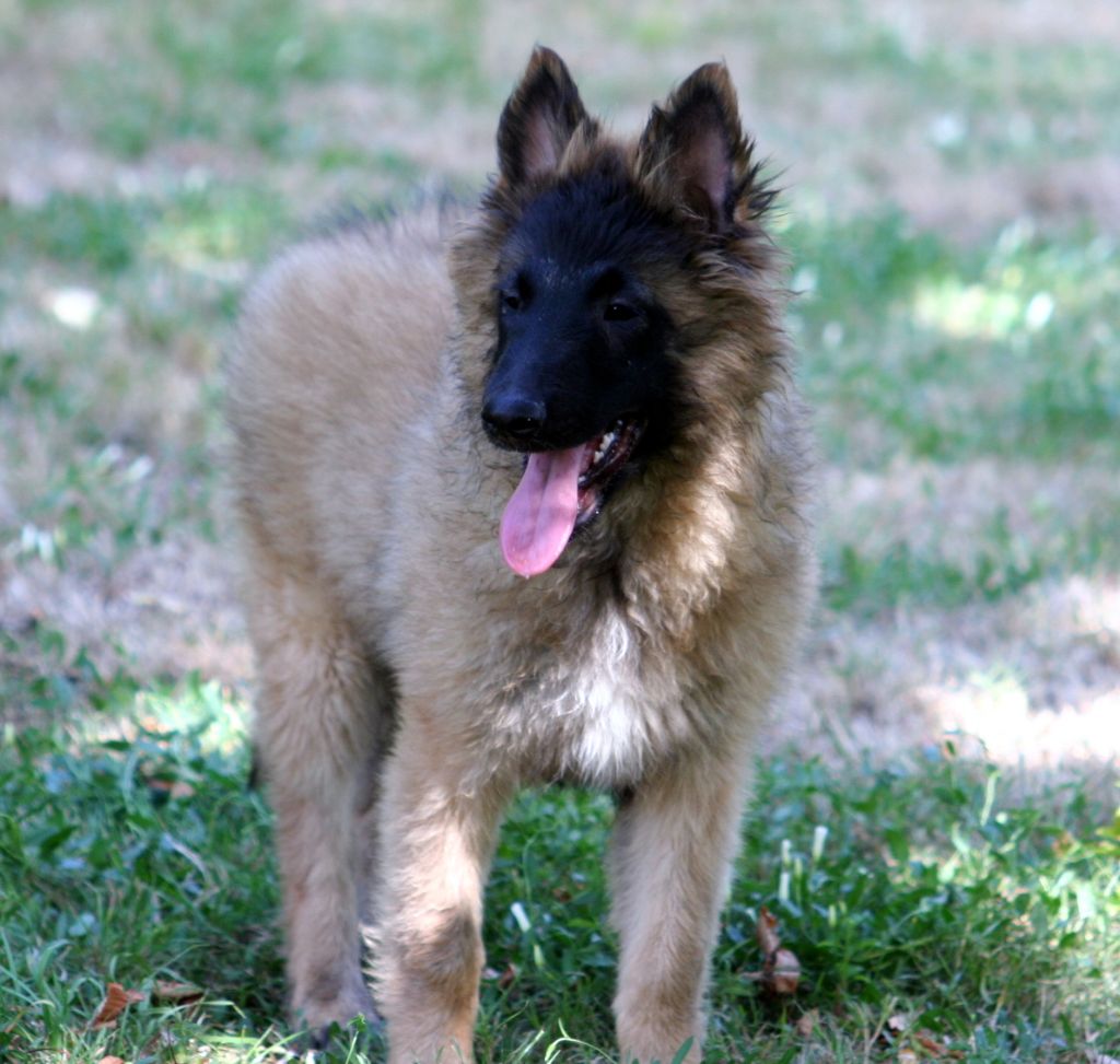 Chiots à vendre - Elevage de la Tangi Morgane - eleveur de chiens ...