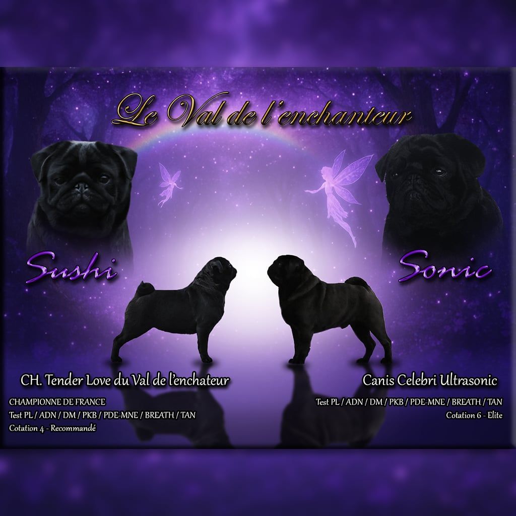 Chiot Carlin - CHIOT du Val de L'enchanteur