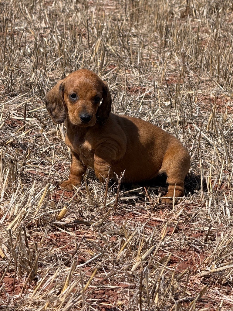 Chiot Teckel poil ras - CHIOT 5 du Duncallipsy