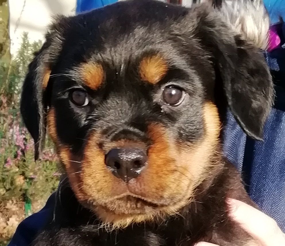 Accueil - Elevage du domaine de marly - eleveur de chiens Rottweiler