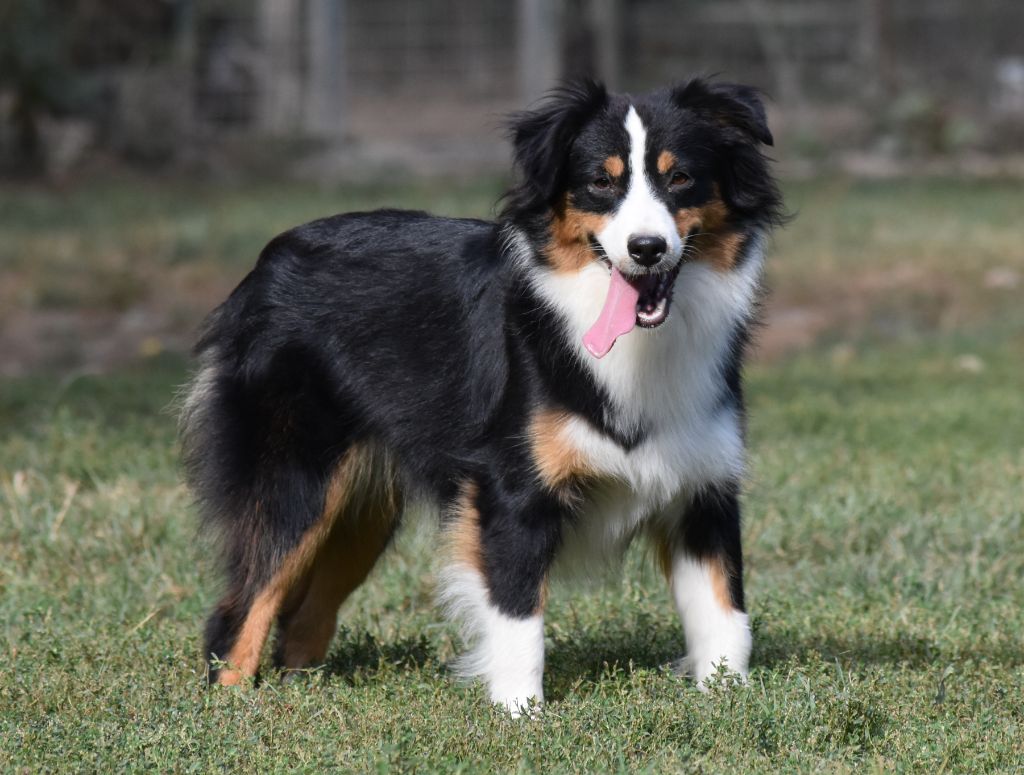 Chien Berger Américain Miniature Star is born De La Folle Emprise