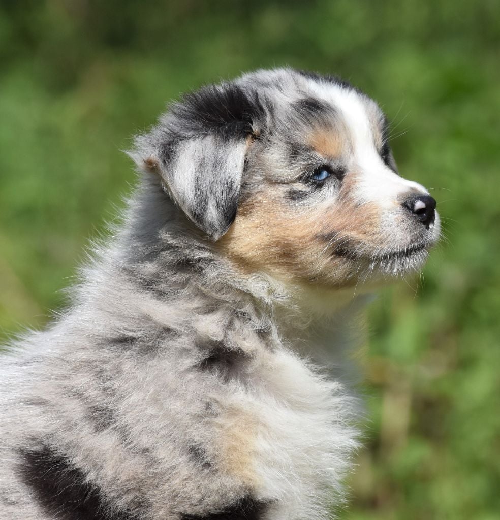 Chiot Berger Américain Miniature - femelle bleue merle 1 De La Folle ...