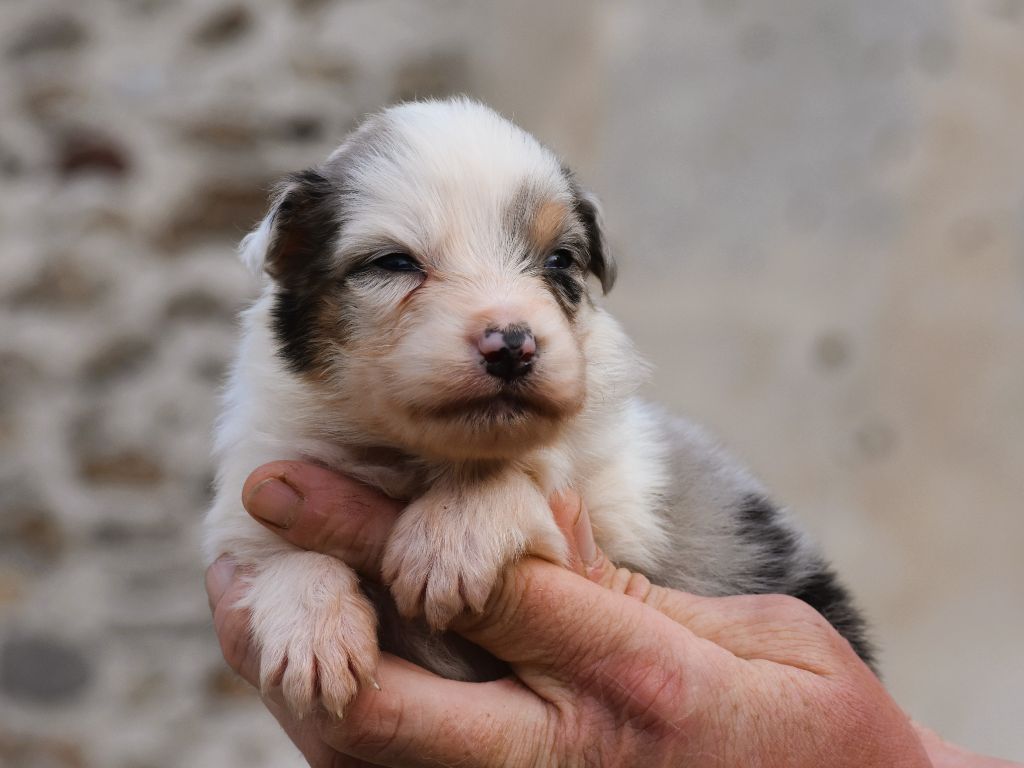 Chiot Berger Australien - Femelle bleue merle De La Folle Emprise