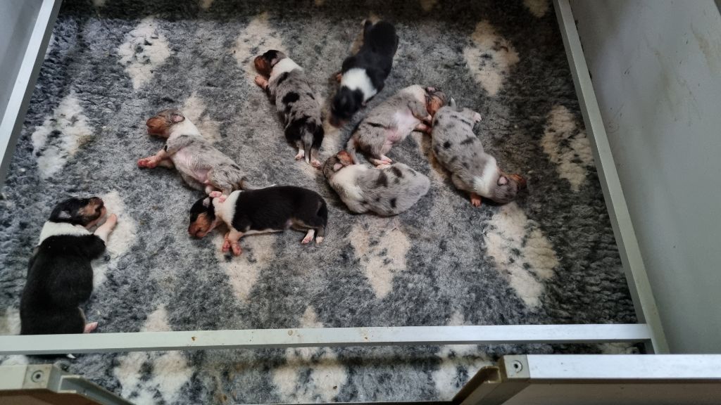 Chiot Colley à poil long - CHIOT 6 De La Légende Du Collinois