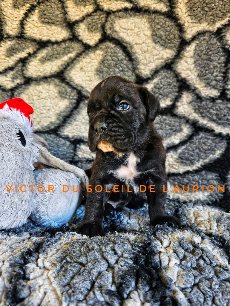 Chiots de race Boxer en Occitanie