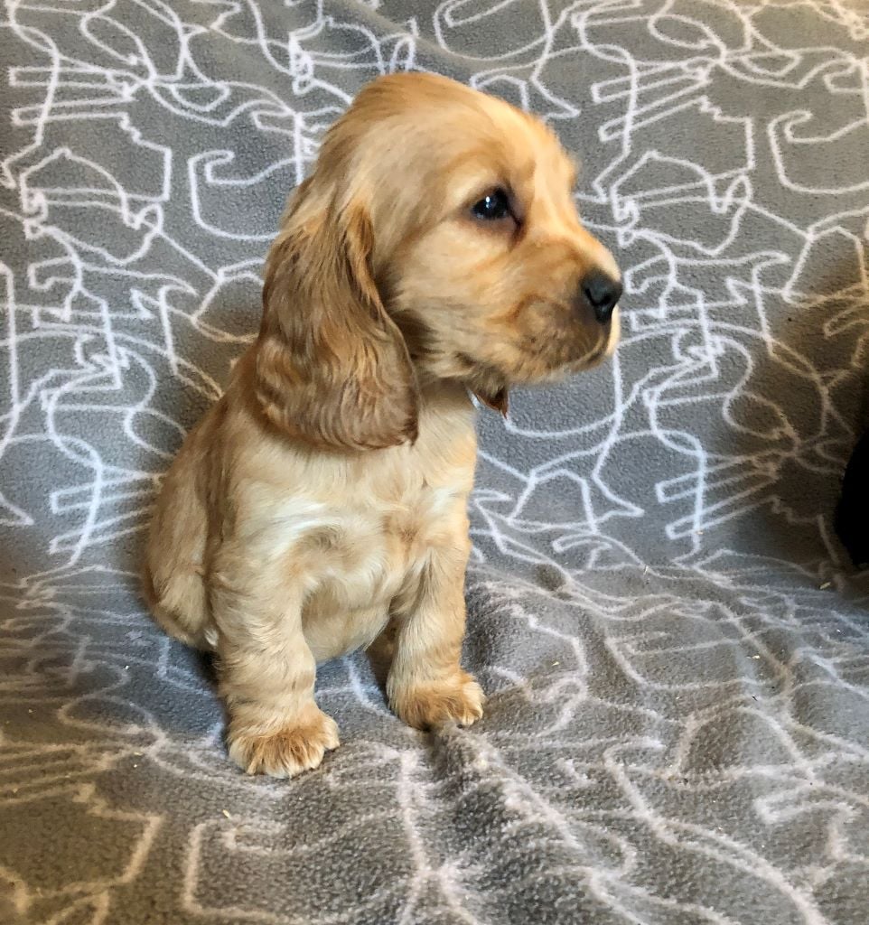 Chiot - Elevage Cockers Anglais Des Etoiles Gold - eleveur de chiens ...