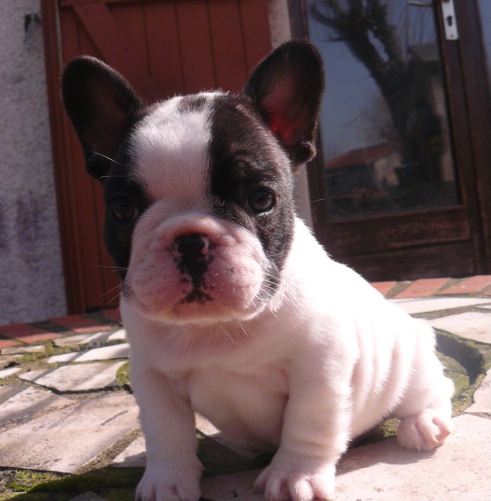 Chien - Elevage Du Chateau Du Grand Selve - eleveur de chiens ...