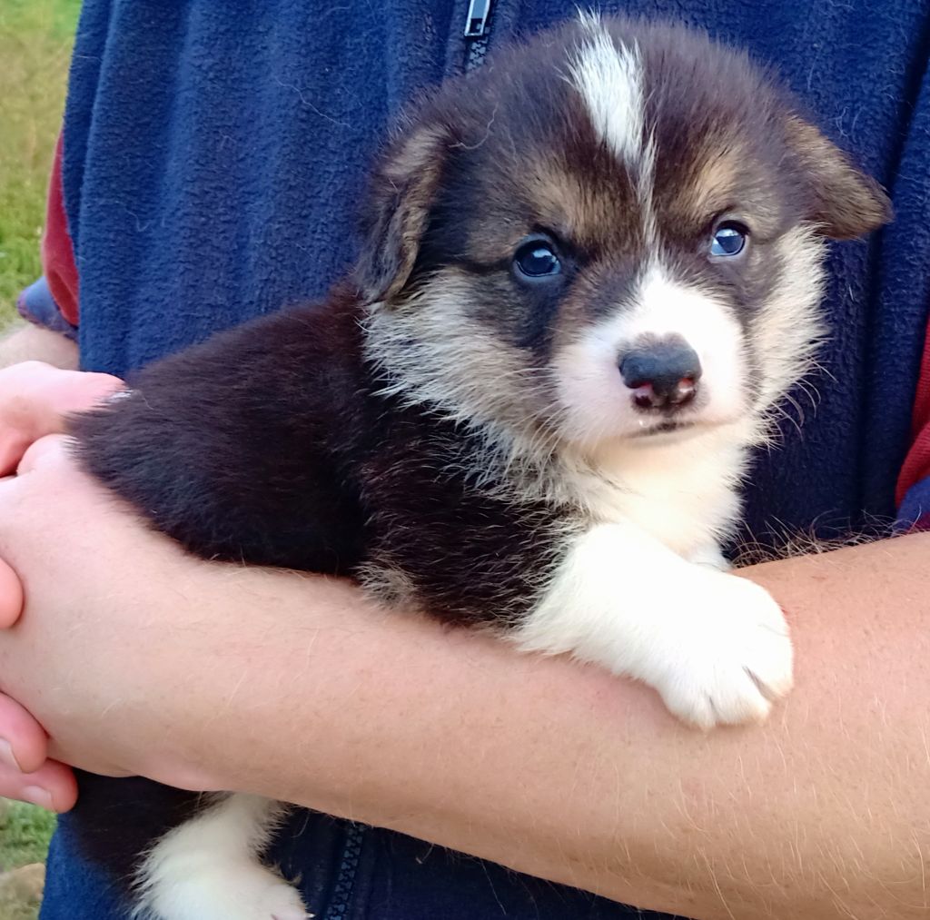 Tous nos chiots à vendre de race Welsh Corgi Pembroke en France