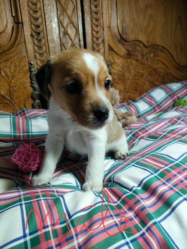 Chiot Jack Russell Terrier - CHIOT 4 Le clos des dolls