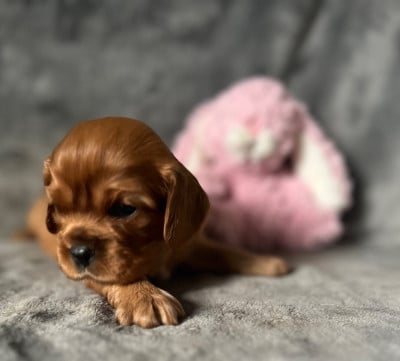 Chiot Cavalier King Charles Spaniel - Femelle Noire et feu des Méandres ...