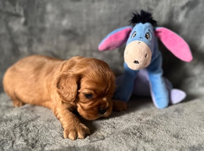 Chiot Cavalier King Charles Spaniel - Mâle noir et feu des Méandres de ...