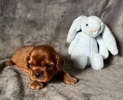 Chiot Cavalier King Charles Spaniel - Mâle noir et feu des Méandres de ...