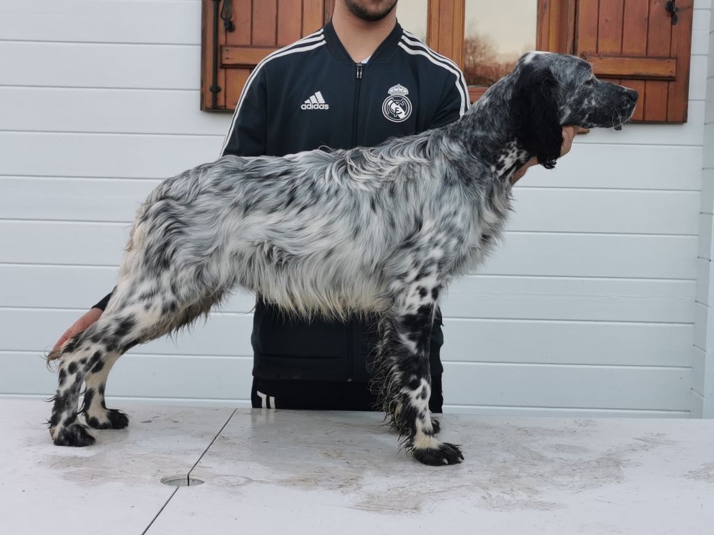 Chien Setter Anglais TR. R-factor Des Chevaucheurs Du Vent