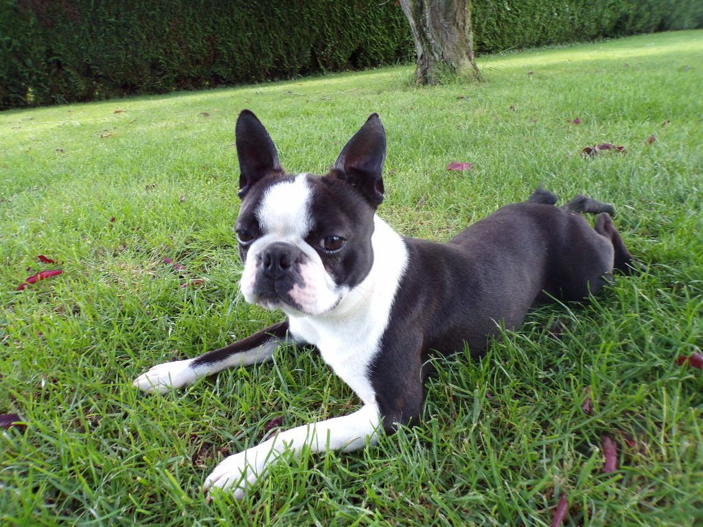 Chien Boston Terrier Little de l american gentleman