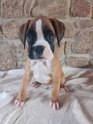 Chiots de race Boxer LOF à vendre en France