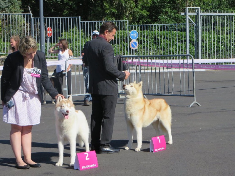 Chien Siberian Husky Player's Dream Hooligan