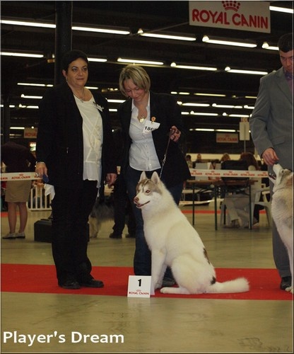 Chien Siberian Husky Player's Dream Hooligan