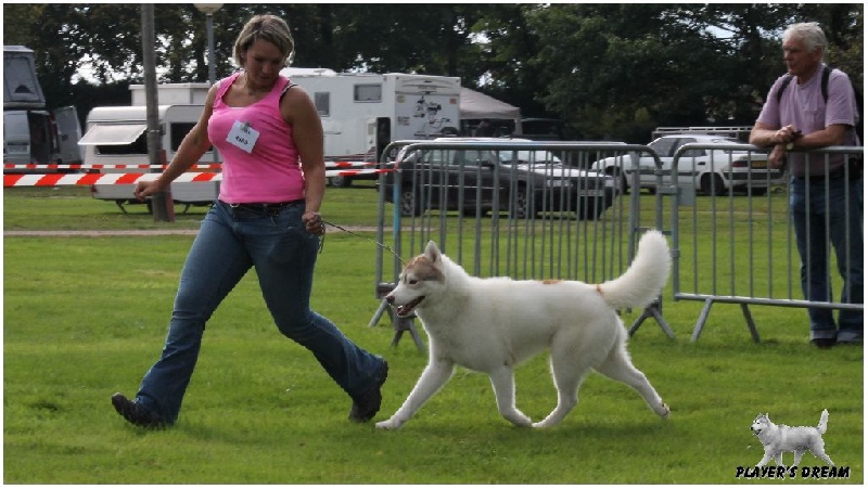 Chien Siberian Husky Player's Dream Hooligan