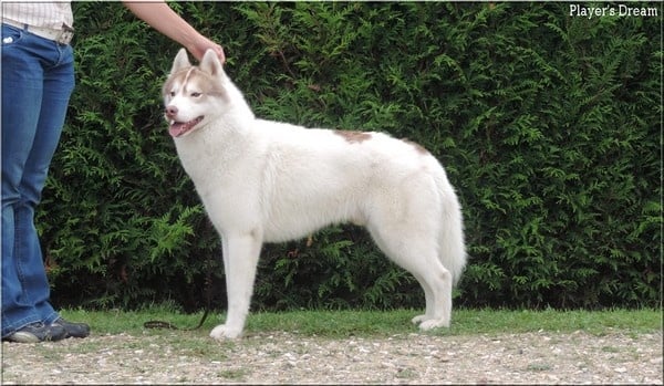 Chien Siberian Husky Player's Dream Hooligan
