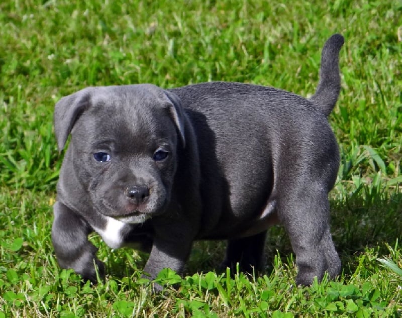 Chiot - Elevage Du Royaume De Baby Dog - eleveur de chiens ...