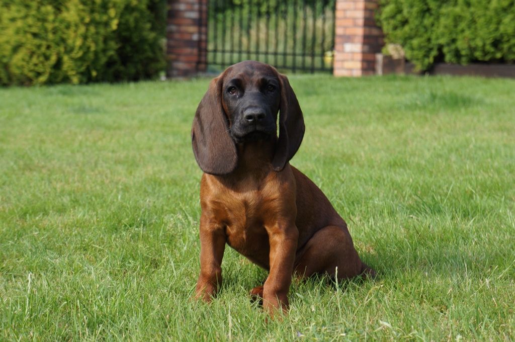 Chiot - Elevage Z Krainy Przodkow - eleveur de chiens chien de Rouge de ...