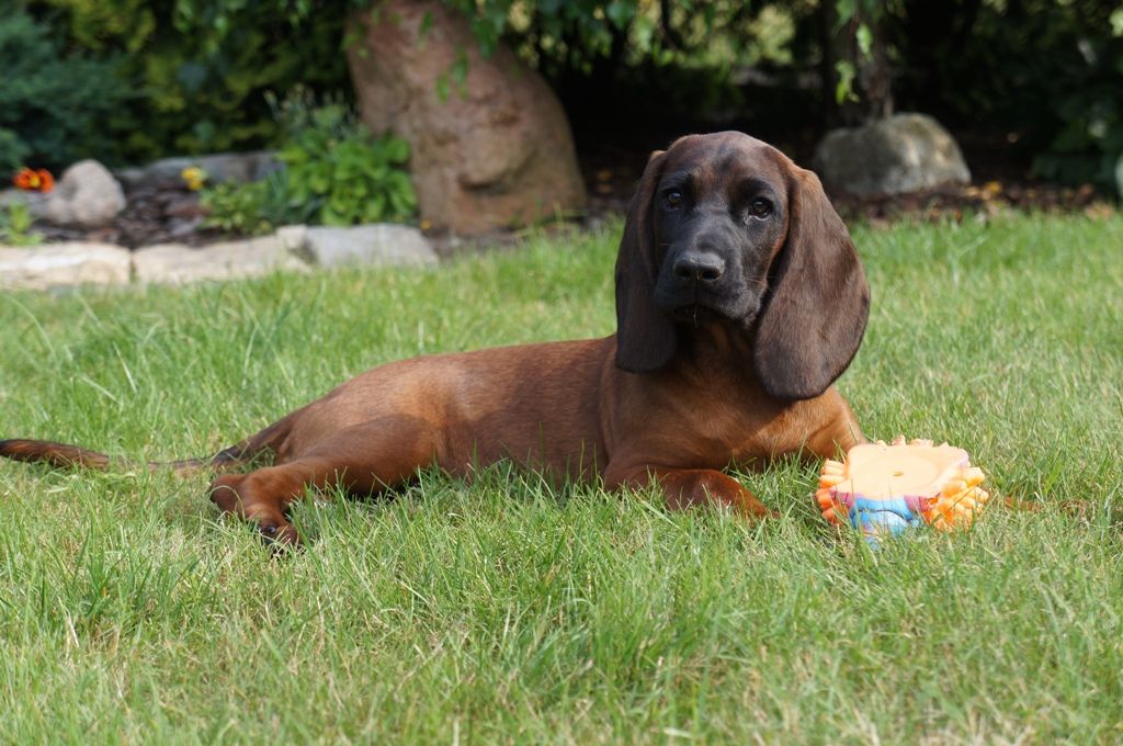 Chiot - Elevage Z Krainy Przodkow - eleveur de chiens chien de Rouge de ...