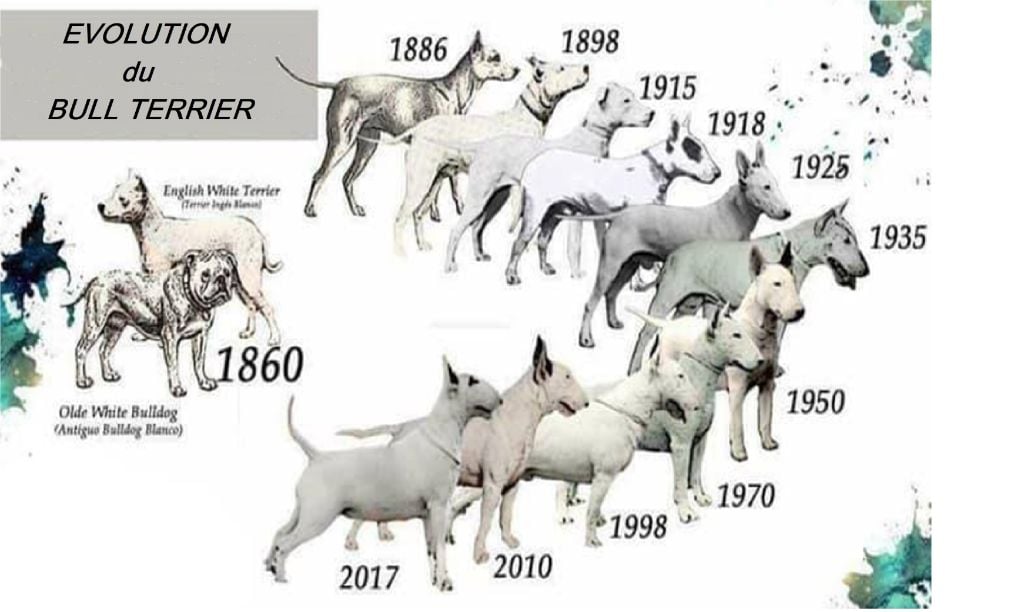 Accueil - Elevage Bull's Den - eleveur de chiens Bull Terrier