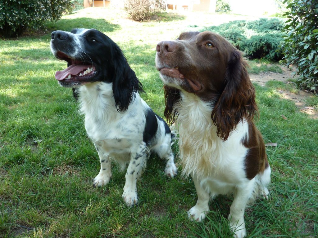 Accueil - Elevage Du Roi Des Broussailles - eleveur de chiens English ...
