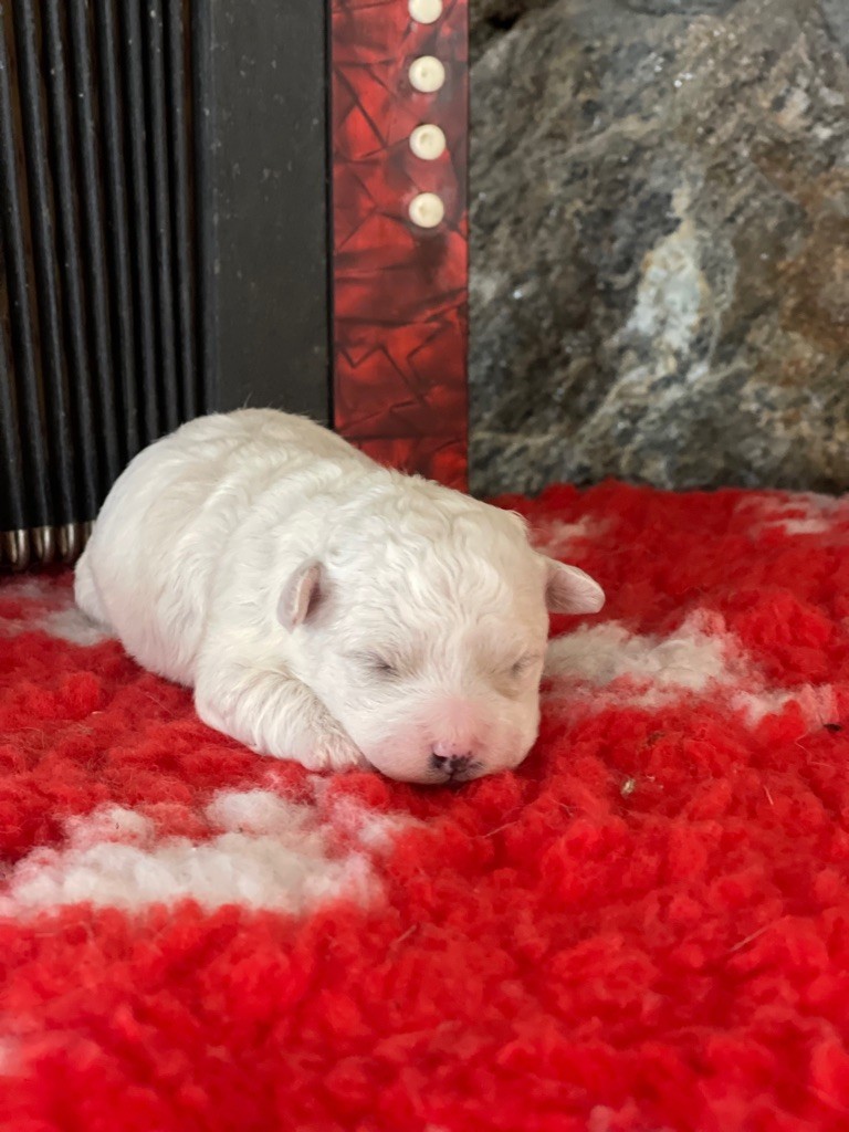 Chiot Bichon Frise - FEMELLE N° 1 Du Pic De Nore