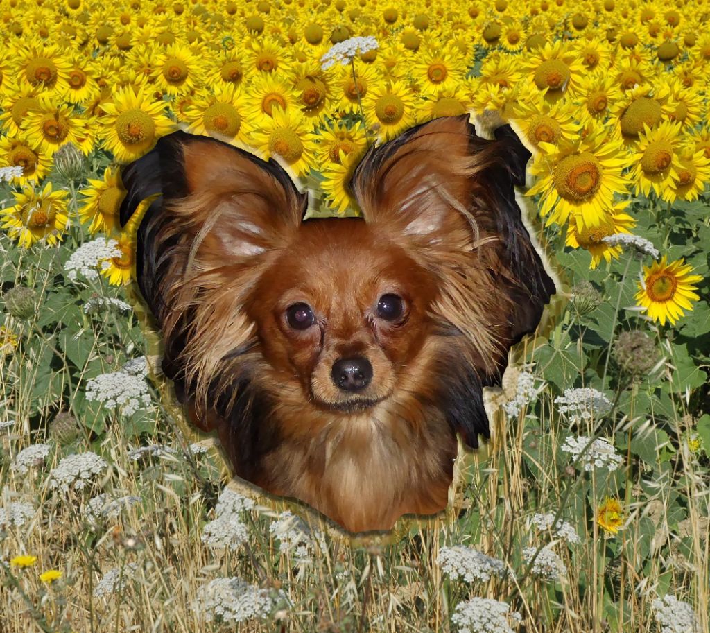 Chiot - Elevage By Bidule - eleveur de chiens Russkiy Toy (Petit Chien ...