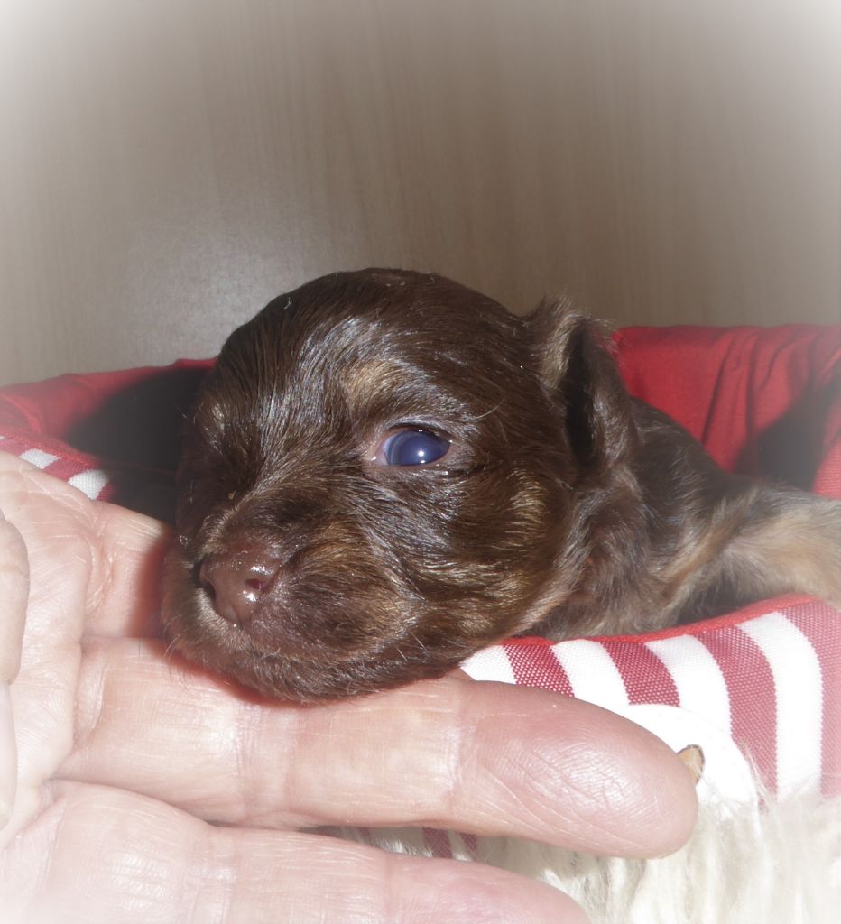 Chiot Russkiy Toy (Petit Chien Russe) - ULTIMA By Bidule