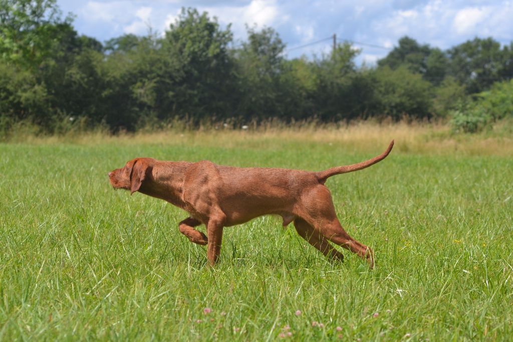 Accueil - Elevage des Bois de la Fessille - eleveur de chiens Braque ...